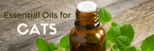 Essential Oils for Cats | Diffusing Essential Oils Around Cats