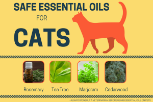 Essential Oils for Cats | Diffusing Essential Oils Around Cats