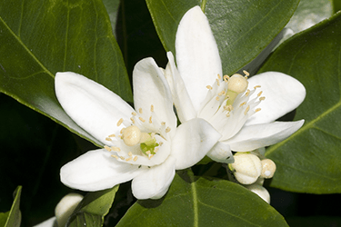 Neroli Essential Oil | Uses, Benefits, & Where to Buy